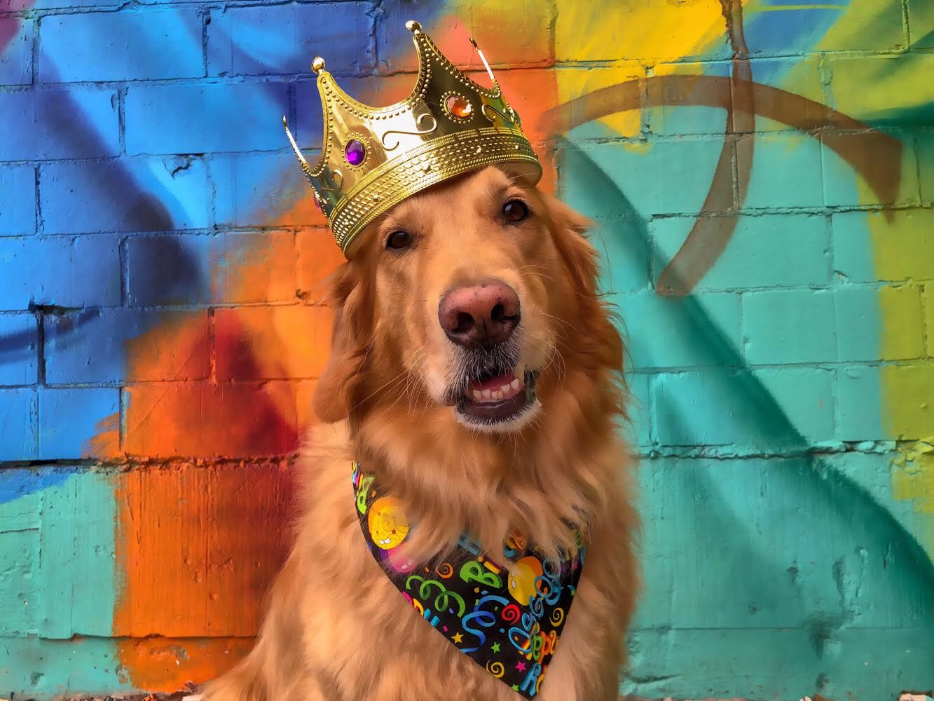 Birthday Bandanas – Three Spoiled Dogs Boutique